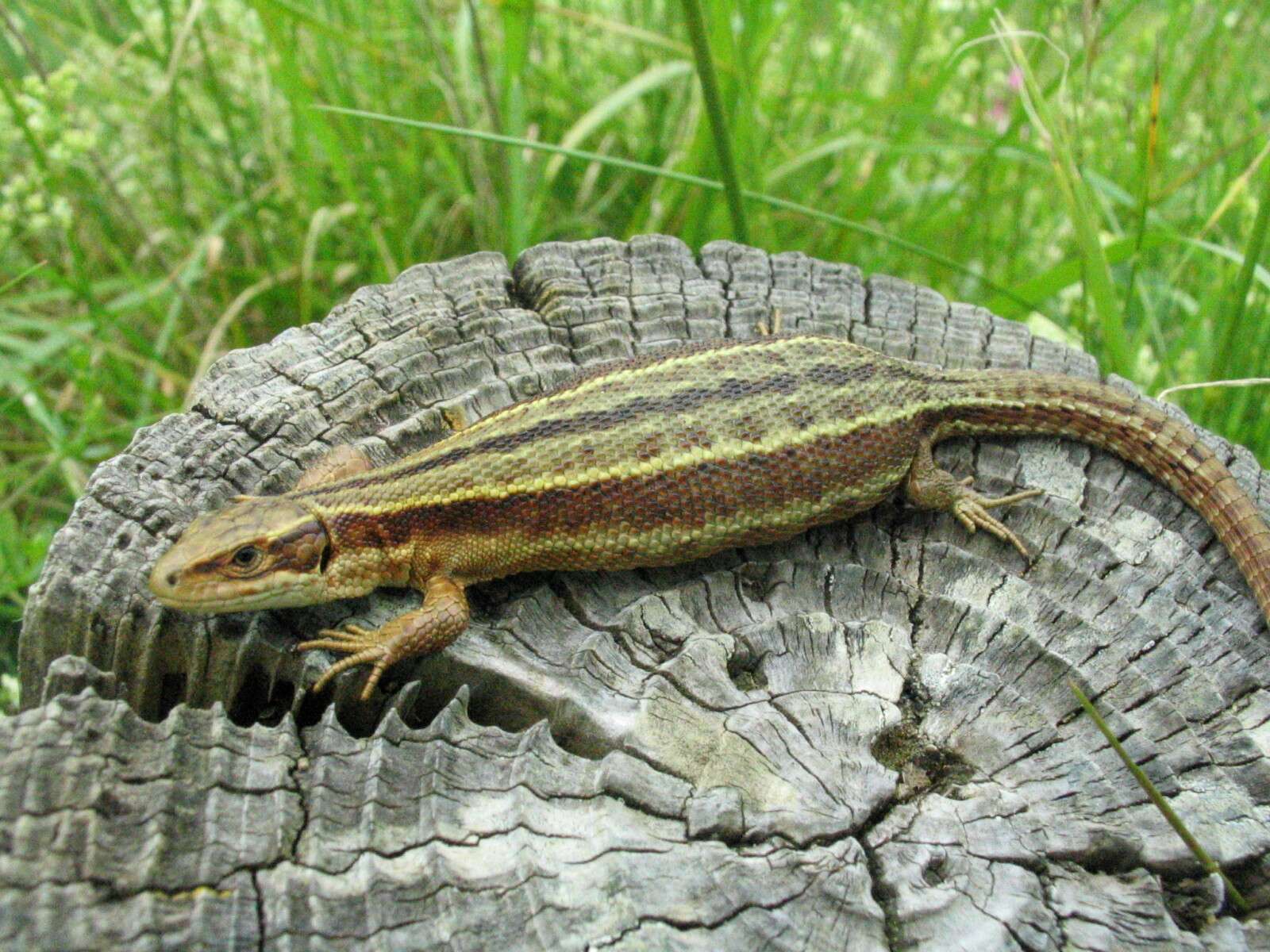 The ecology and conservation of the Common Lizard in Britain - British ...