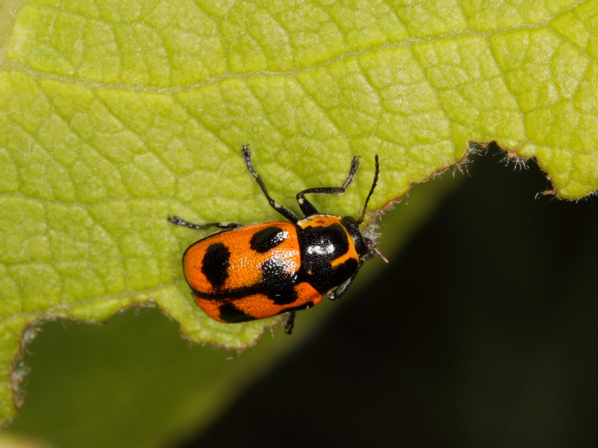 On an evolutionary tangent: the natural history of British pot beetles ...
