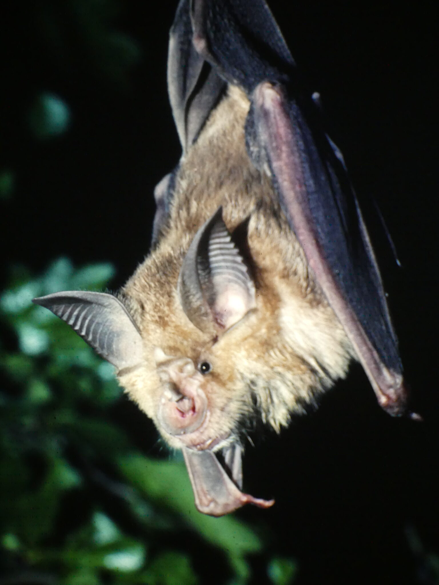 Fifty years of bat protection in Britain: in conversation with Bob ...