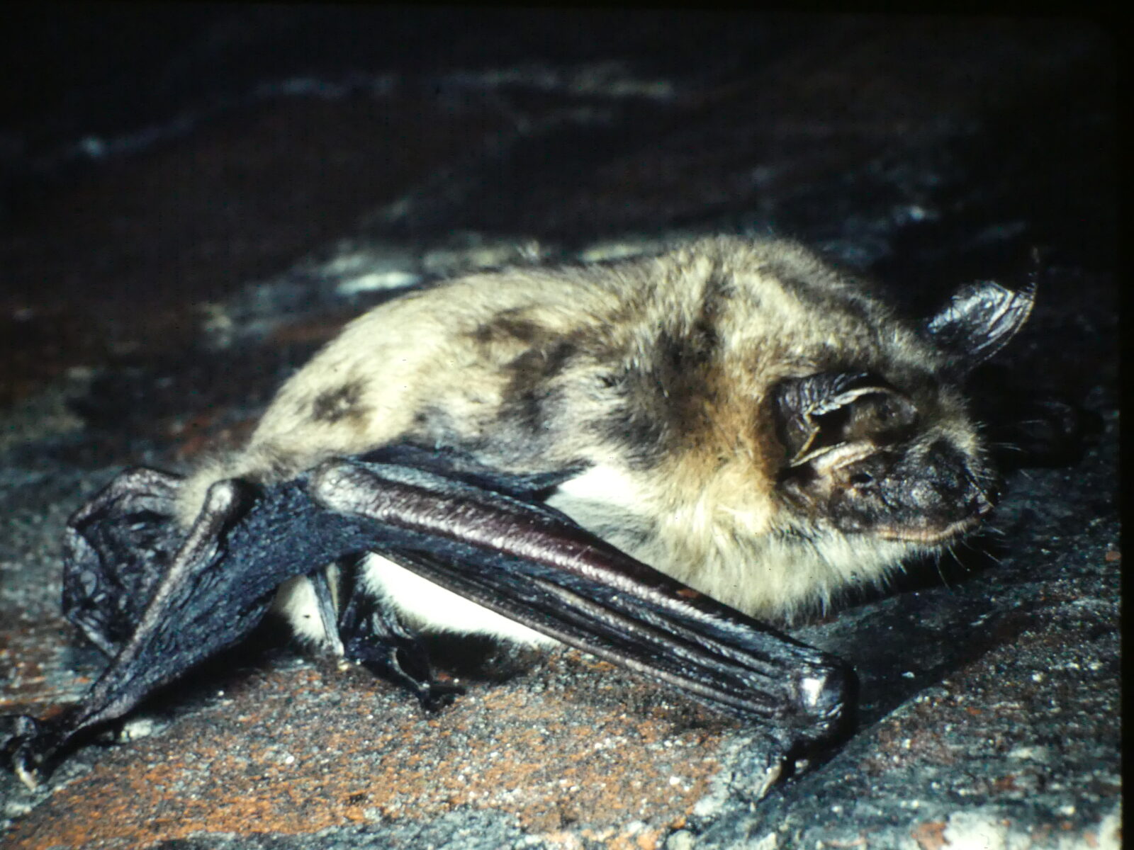 Fifty years of bat protection in Britain: in conversation with Bob ...