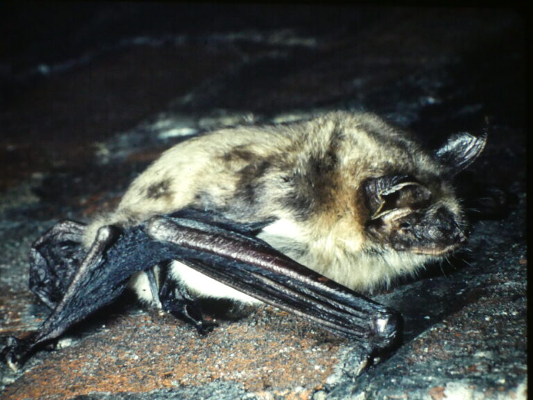 Fifty years of bat protection in Britain: in conversation with Bob ...