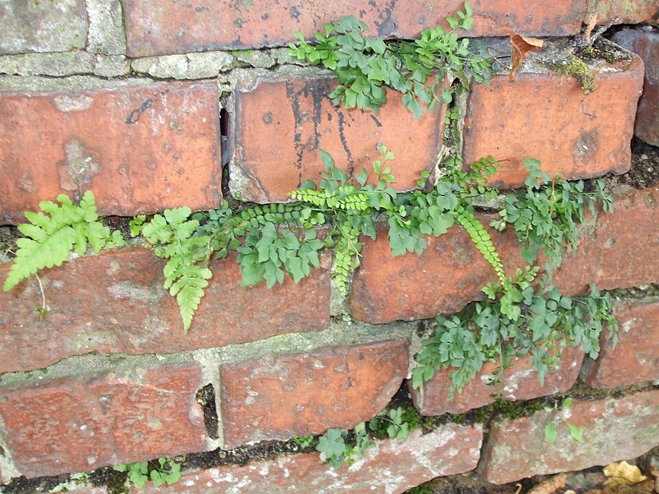 The surprising lives of urban wall ferns - British Wildlife