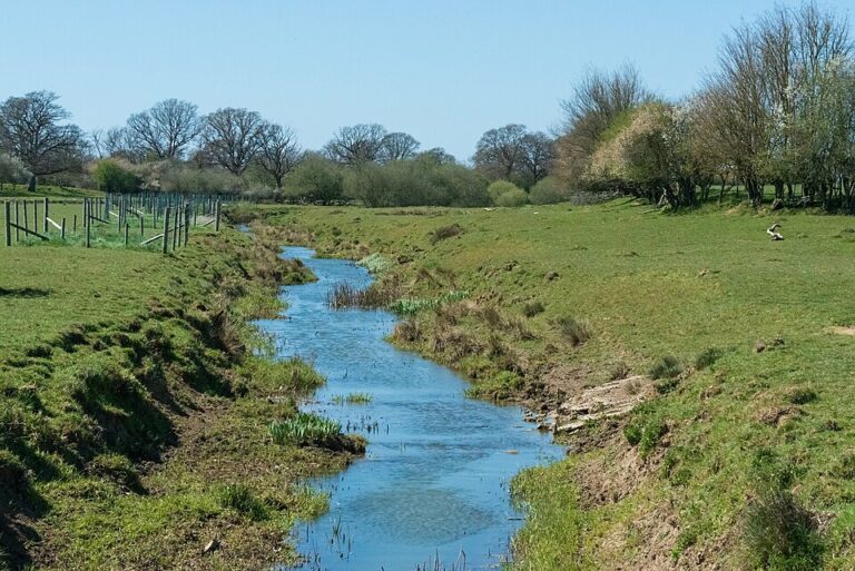 Wilding for conservation - British Wildlife
