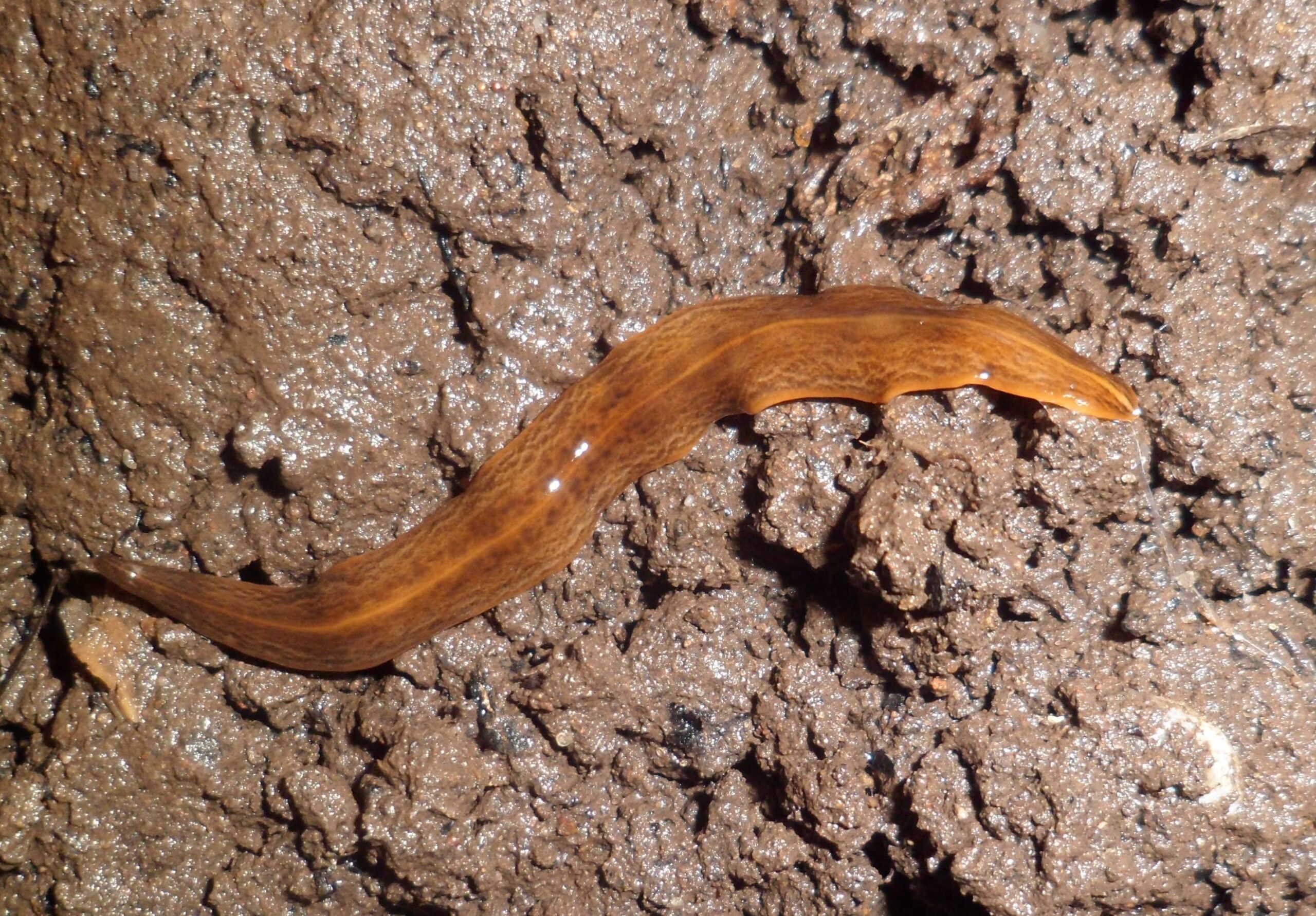 British land flatworms: identification and update - British Wildlife