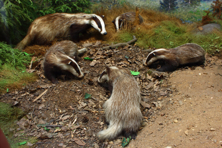 Cattle tuberculosis; badgers finally in the clear - British Wildlife