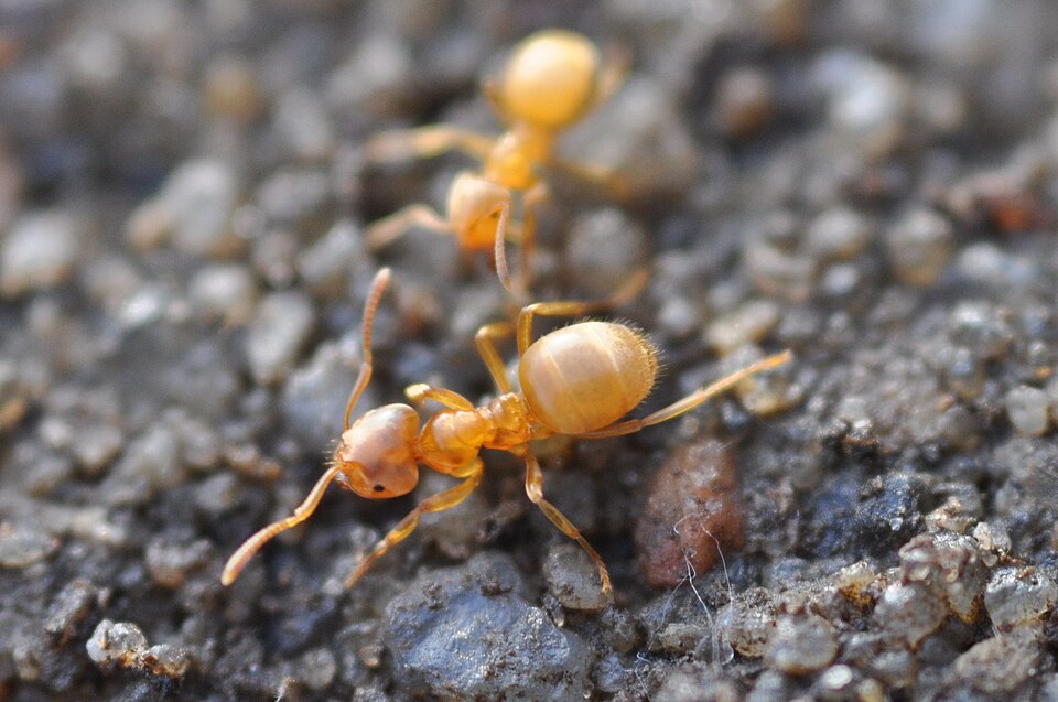 The Yellow Meadow Ant: a small animal with a huge influence - British ...