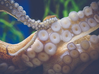 The fluctuating fortunes of the Common Octopus in Britain - British ...